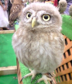 スローロリス＆フクロモモンガ * P.F.F. ANIMALS * ウルグルオオクサガエル